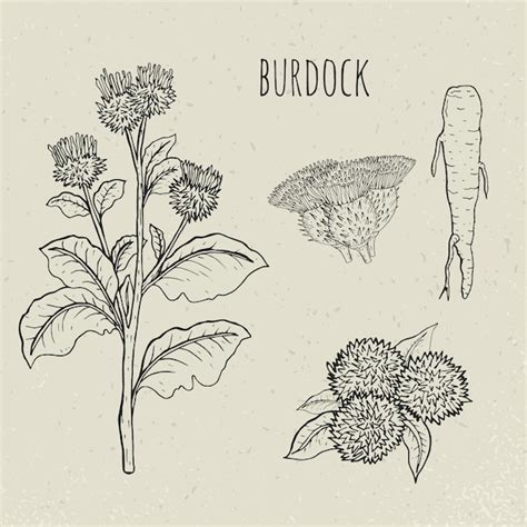 Premium Vector Burdock Medical Botanical Isolated Illustration Plant