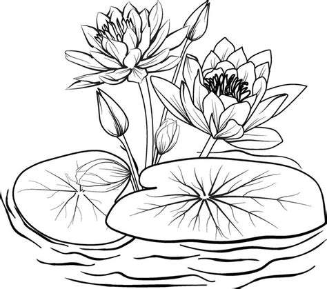 Lily Pad Outline Vector Art Icons And Graphics For Free Download