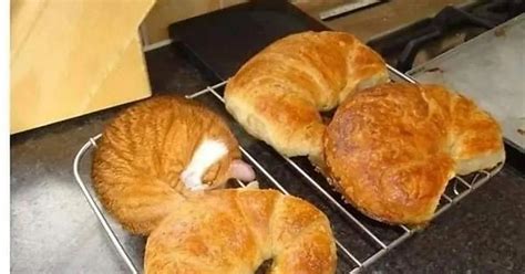 Who Seriously Puts Whipped Cream On A Croissant Album On Imgur