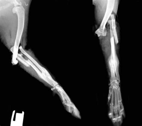 ARTROVET El Gato De Tres Patas