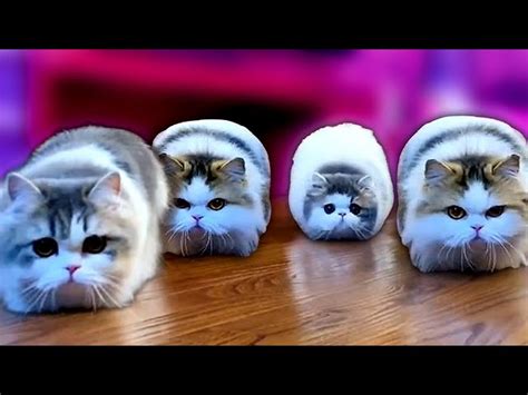 Munchkin Cat