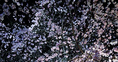 フリー素材 【写真素材】夜桜 真那香のイラスト Pixiv