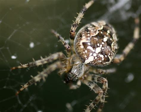 Spider Full Hd Wallpaper Photo X Coolwallpapers Me