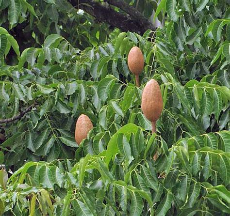 Swietenia Macrophylla Big Leaf Mahogany 10 Seeds