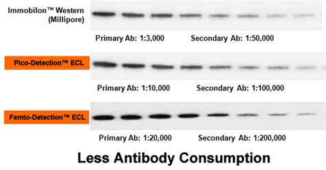 Ecl Pico Detection™ Western Blotting Substrate