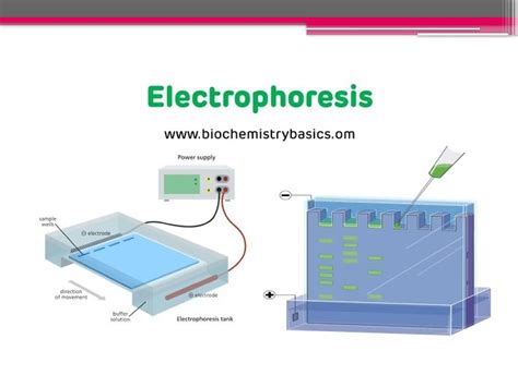 Laboratory Technique Used To Separate Charged Molecules Ppt
