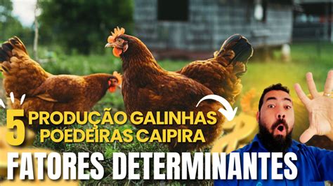 Descubra Os 5 Segredos ESSENCIAIS Para Ter Galinhas Poedeiras Que