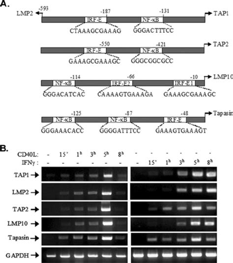 Coordinated Induction Of Antigen Transport And Immunoproteasome Gene Download Scientific