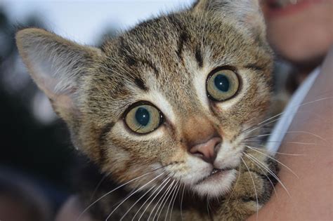 Kostenlose Bild graue Katze Tier Porträt niedliche Auge Haustier