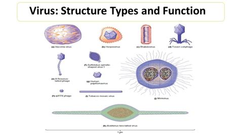 General Structural Properties Of Viruses Microbiology Notes