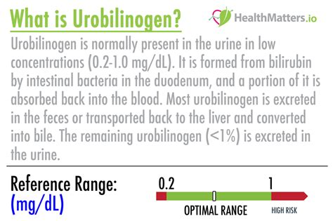What Is Urobilinogen