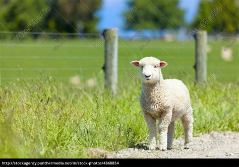 baby-lamm - Stock Photo - #4868854 - Bildagentur PantherMedia