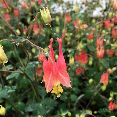 Aquilegia canadensis 'Little Lanterns' - Midwest Groundcovers, LLC