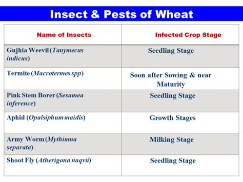 Insect And Pests Of Wheat Crop