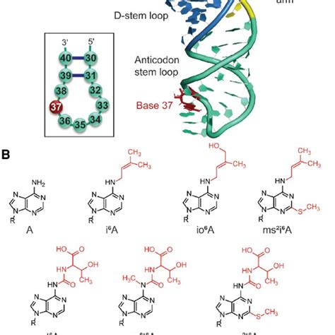 A Schematic Representation Of Unmodified Trna B Chemical Download Scientific Diagram