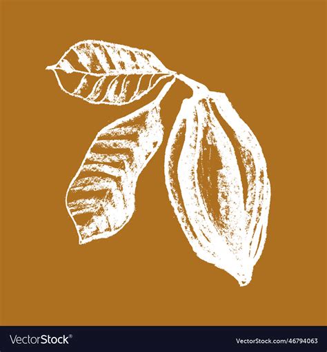 Vintage Cocoa Bean Icon Set Hand Drawn Royalty Free Vector