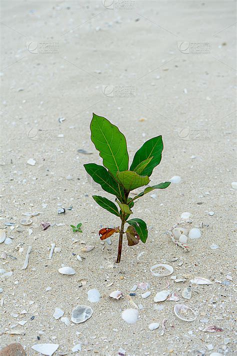 沙地上生长的小树，背景模糊。