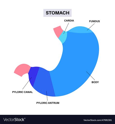 Stomach Sections Diagram Royalty Free Vector Image