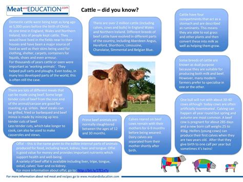 Cows Have Four Stomachs