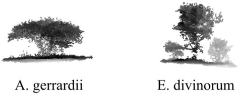 [论文审查] Pctrees 3d Point Cloud Tree Species Classification Using Airborne Lidar Images