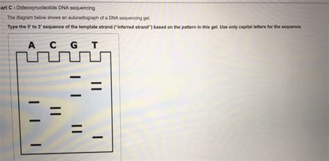 Solved Dideoxynucleotide Dna Sequencing The Diagram Below