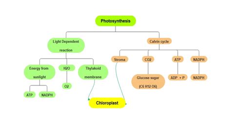Y878naly Cellular Respiration Concept Map