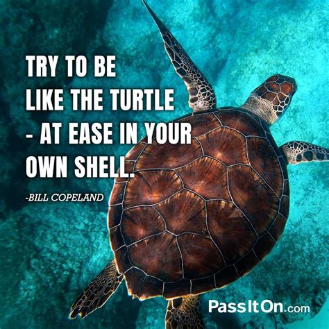 Turtle Inspirational Quotes