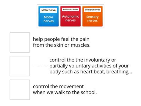 Types Of Nerves Match Up