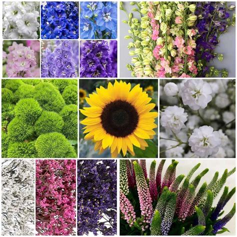 Florescence Flowers For Florist