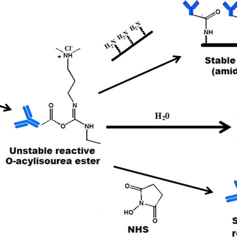 Schematic Representation Of The Crosslinker Reaction Of Download