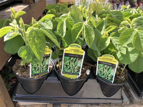 Transplanting Vegetables A Step By Step Guide