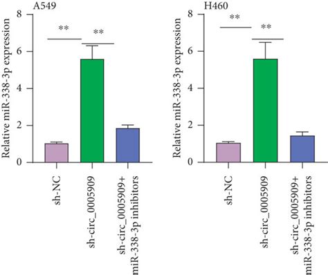 The Oncogenic Roles Of Circ0005909 In Nsclc Through Sponging