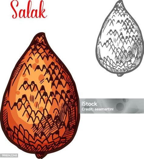 Salak Atau Ular Buah Sketsa Sawit Indonesia Ilustrasi Stok Unduh