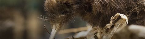 The Importance Of Biosecurity Independent Verification Services