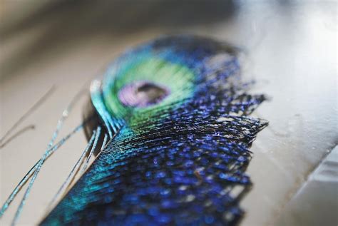 Premium Photo Close Up Of Peacock Feather