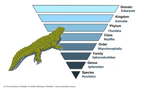 Taxonomy Classification System