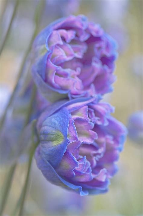 Blue Delphinium Flower Buds By S Covey Redbubble