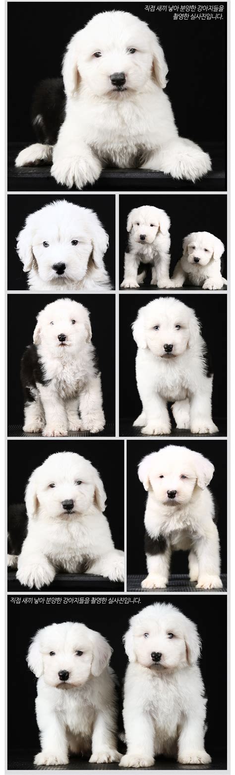 올드 잉글리쉬 쉽독