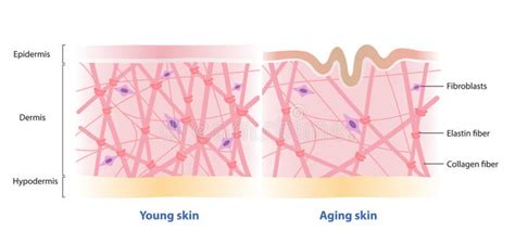 Collagen Fibroblasts Stock Illustrations 188 Collagen Fibroblasts Stock Illustrations Vectors