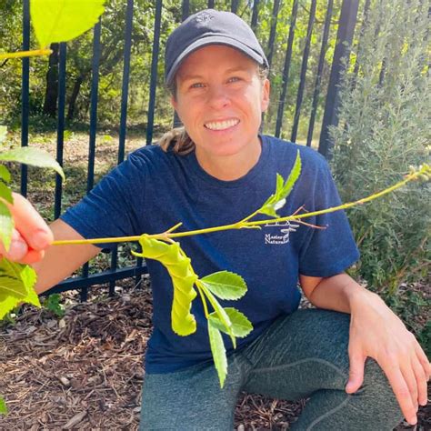 5 Great Reasons To Grow An Esperanza Plant Tacoma Stans Native