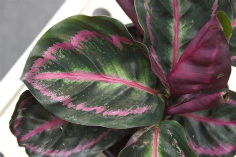 The Ultimate Care Guide For The Calathea Varieties All You Need To Know