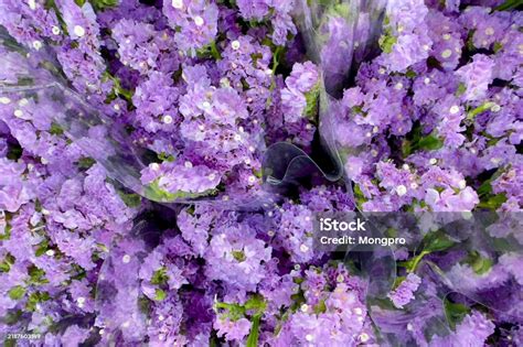 밝은 보라색 꽃의 빽빽한 클러스터 아마도 Statice 는 종이 질감과 오래 지속되는 아름다움으로 독특합니다 꽃은 작은 녹색 줄기와 잎으로 단단히 모여 있습니다 0명에 대한