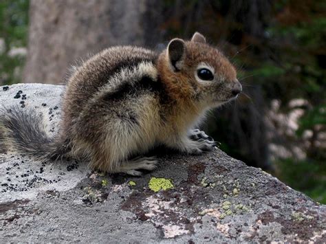 Golden Mantled Ground Squirrel Photos Diagrams And Topos Summitpost
