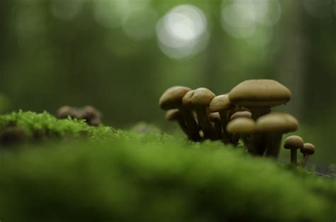 Bildet Natur Skog Lett Anlegg Plen Fotografering Eng Sollys