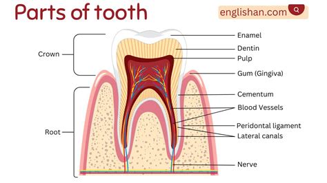 Labeled Parts Of A Tooth • Englishan