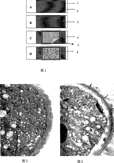 Sample Embed Method For Ultrathin Section Eureka Patsnap