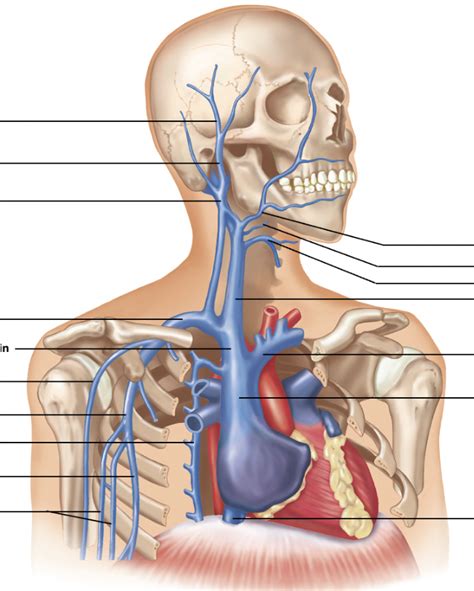 Anatomy Of Cephalic Vein Atlas Of Applied Topographical Human