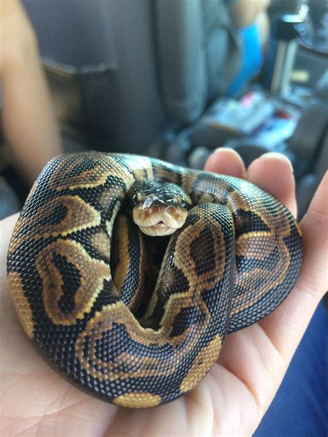 Jack the baby ball python – Artofit