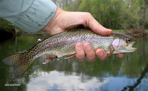 Southeastern Fly Tennessee Trout Fishing Report