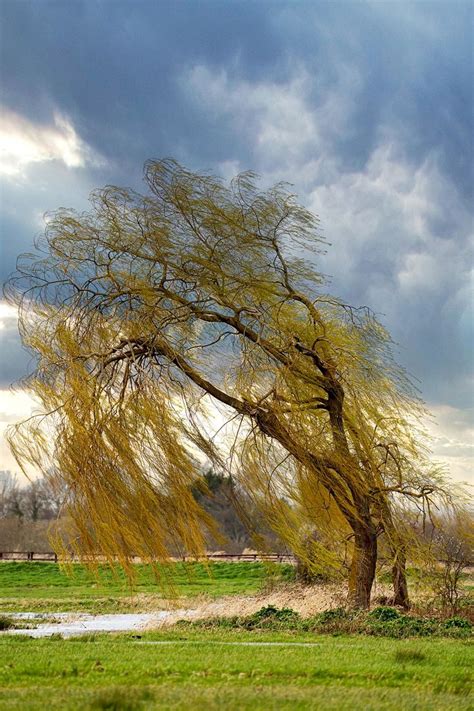 Tree Willow Weeping Free Photo On Pixabay Weeping Willow Landscape